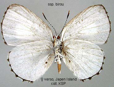 Papua Insects Foundation (Lepidoptera/Lycaenidae/Lycaeninae(Philiris ...